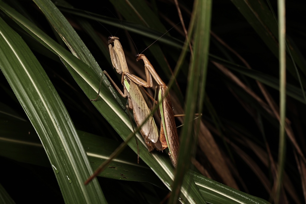 Chinese Mantis in September 2023 by Pintsen JIN. mating · iNaturalist