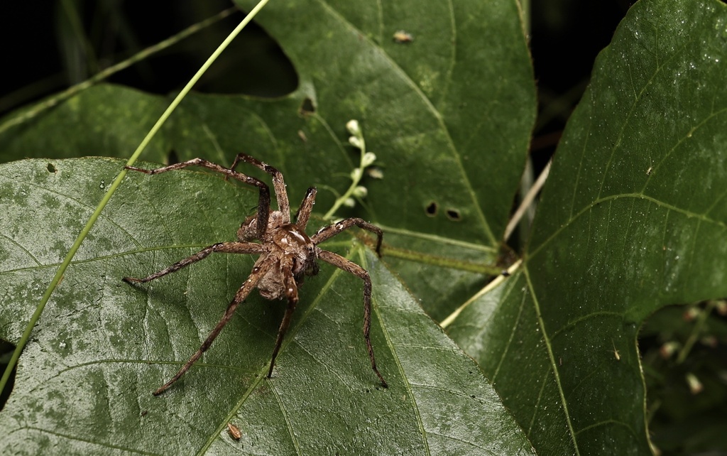 Dolomedes raptor from 九峰山旅游区, 宁波市, 浙江省, CN on September 23, 2023 at 01: ...