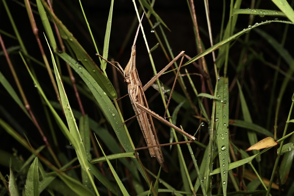Oriental Longheaded Locust from 九峰山旅游区, 宁波市, 浙江省, CN on September 22 ...