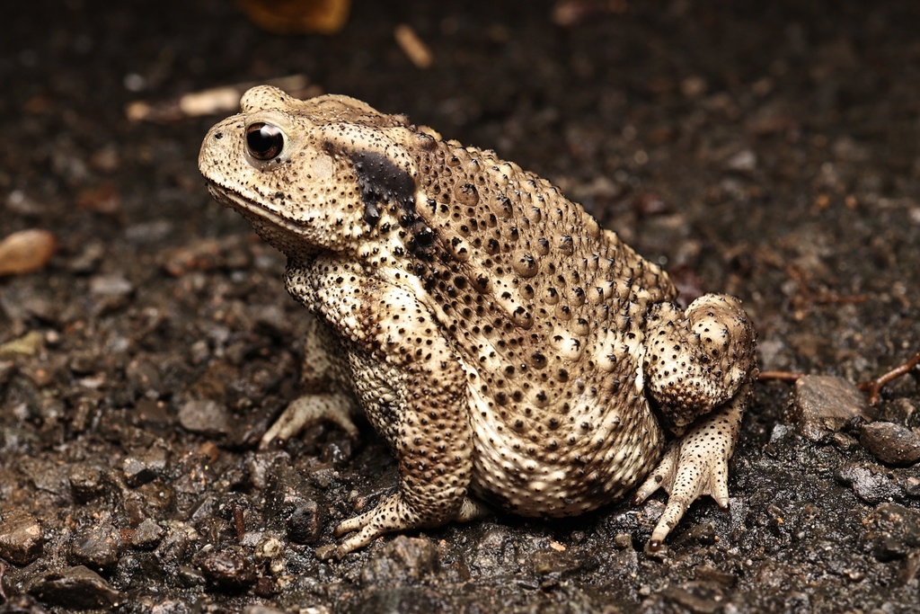 Asiatic Toad from 九峰山旅游区, 宁波市, 浙江省, CN on September 23, 2023 at 12:31 ...