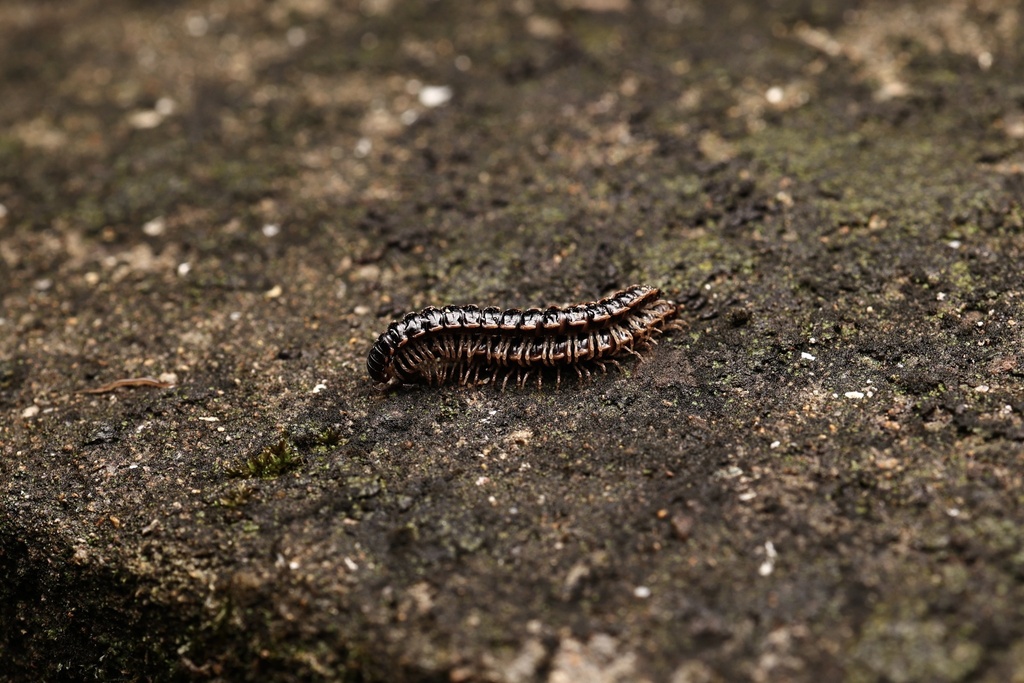 Greenhouse Millipede from 九峰山旅游区, 宁波市, 浙江省, CN on September 23, 2023 at ...