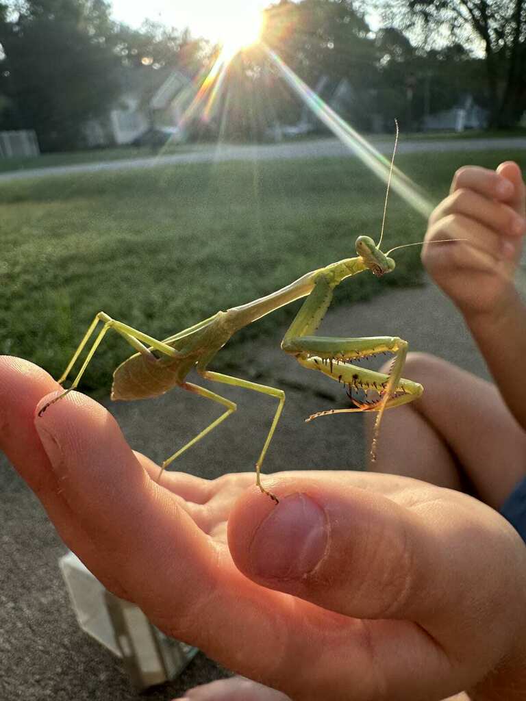 Carolina Mantis in September 2023 by wake_nc. ecoEXPLORE Username ...