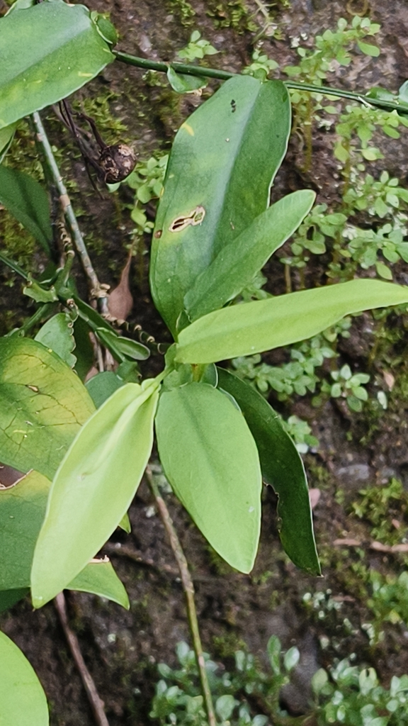 Chinese Pothos from 646台灣雲林縣樟湖村 on September 23, 2023 at 03:08 PM by ...