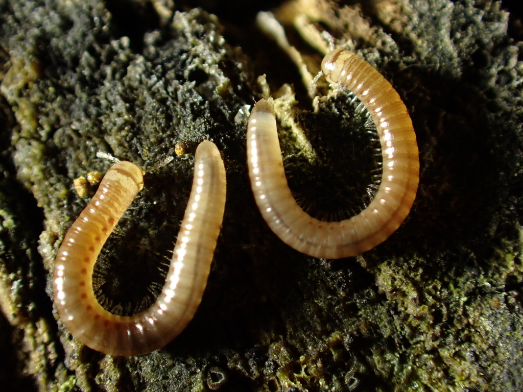 Julidae from Bel-Air, 75012 Paris, France on September 22, 2023 at 10: ...