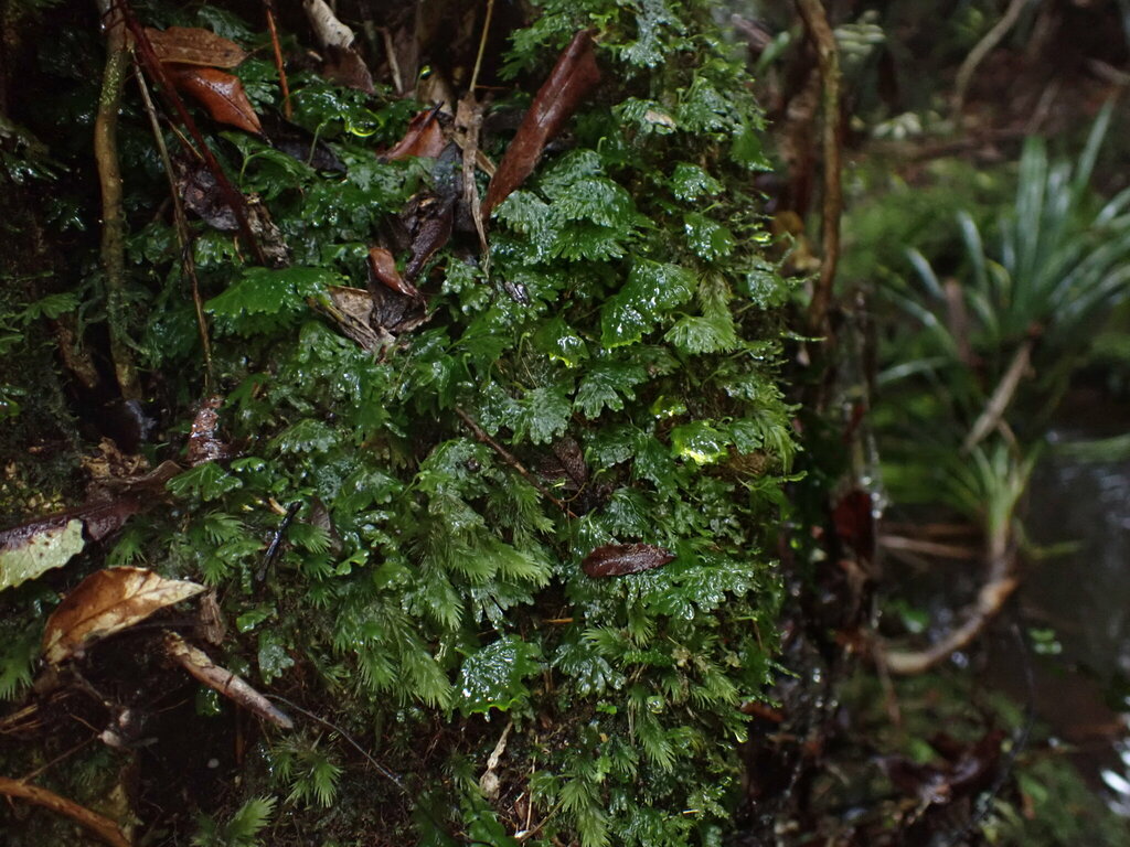 Hymenophyton leptopodum from Kaipara District, Northland, New Zealand ...