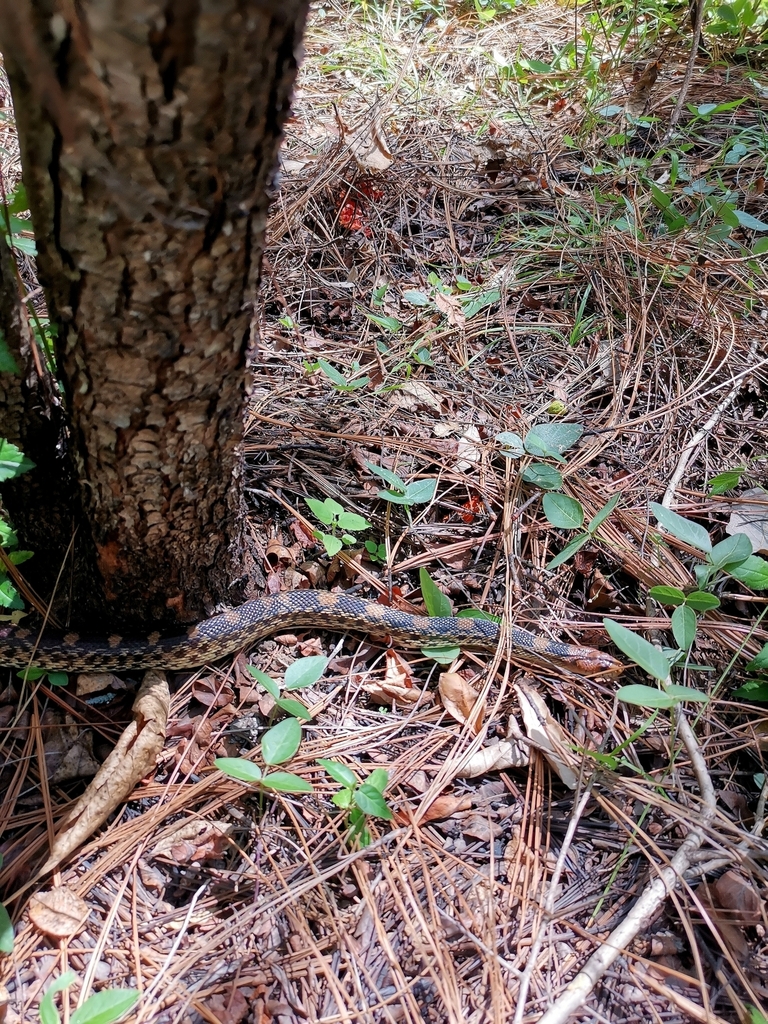 Mexican Bull Snake from 76878 Qro., México on September 15, 2023 at 11: ...
