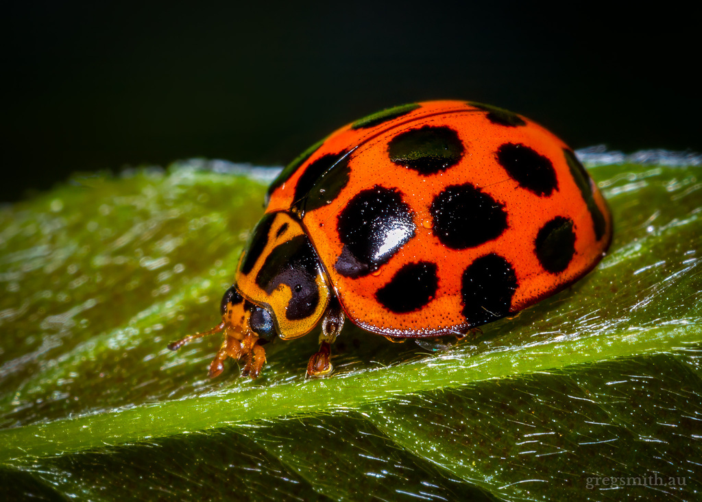 Large Spotted Ladybird from Evandale SA 5069, Australia on September 23 ...