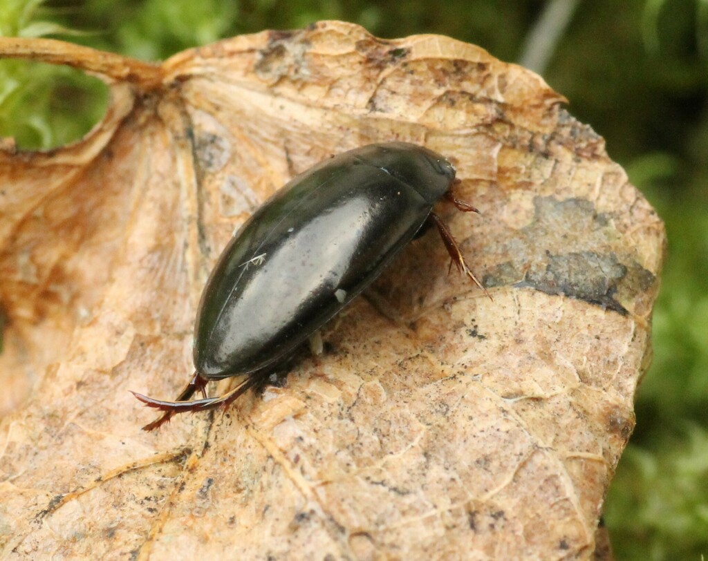 Ilybius neglectus from Kazlų Rūdos sav., Lietuva on September 23, 2023 ...