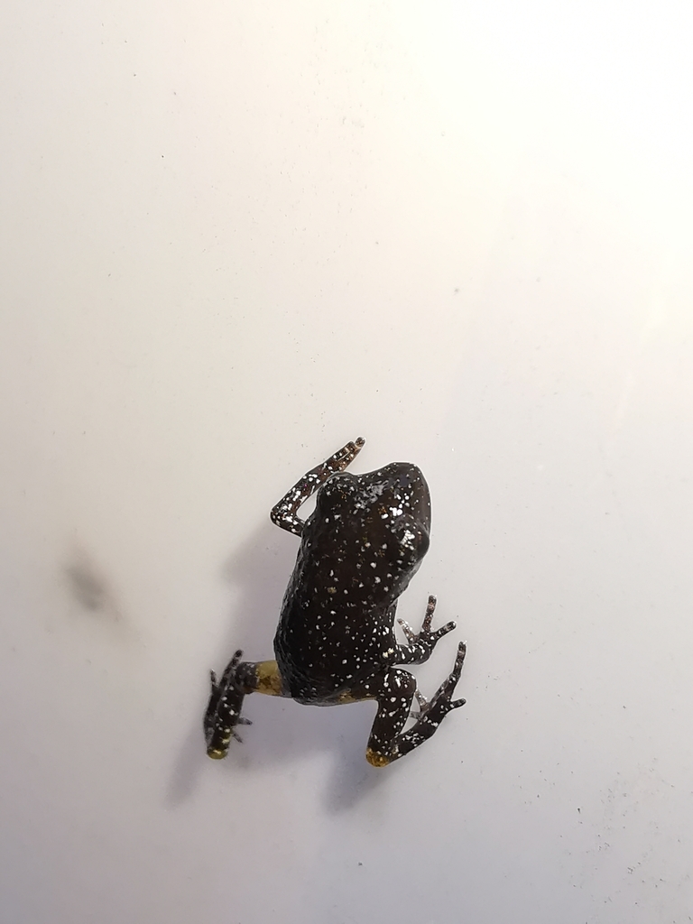 Spotted Chirping Frog from 76230 Qro., México on August 31, 2023 at 06: ...
