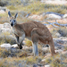Common Wallaroo (Osphranter robustus) · iNaturalist