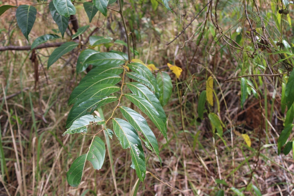Umbrella Cheese Tree from North Coast Regional Botanic Garden - Coffs ...