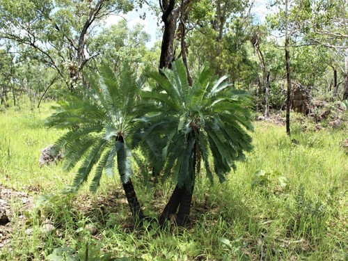 Cycas conferta · iNaturalist Mexico