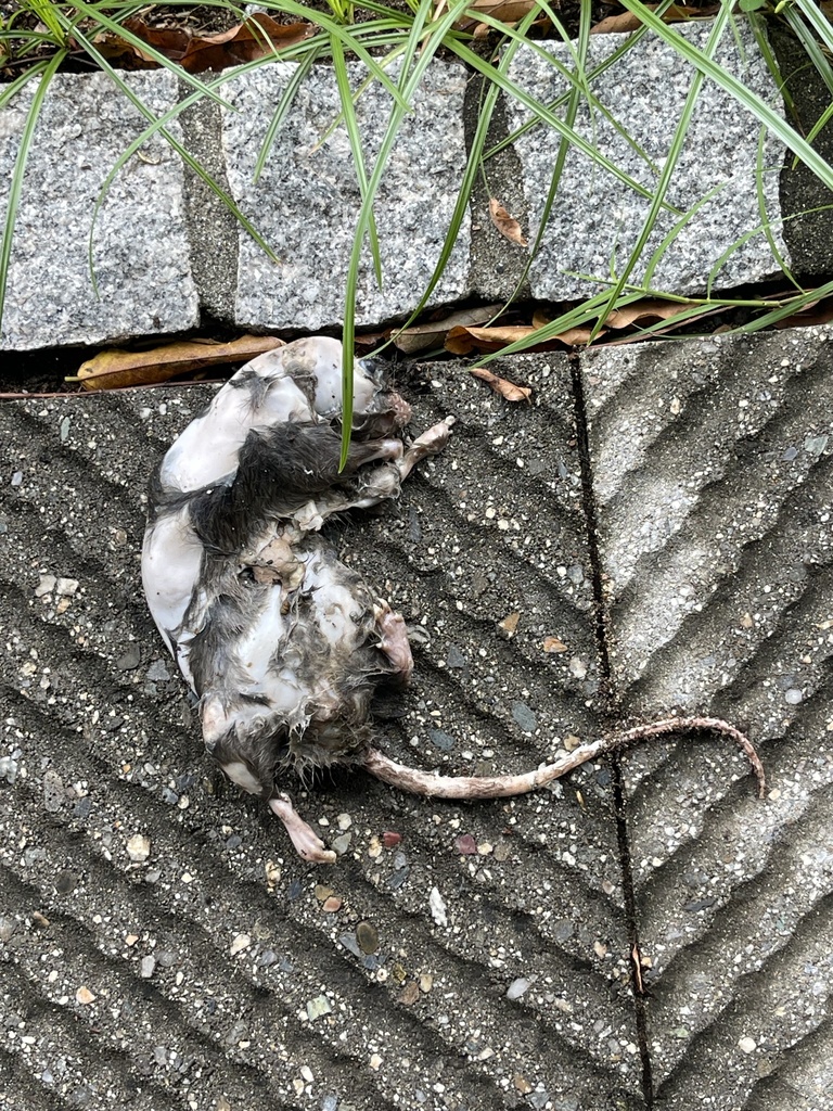 Brown Rat from Shiokaze Park, Shinagawa, Tokyo, JP on September 23 ...