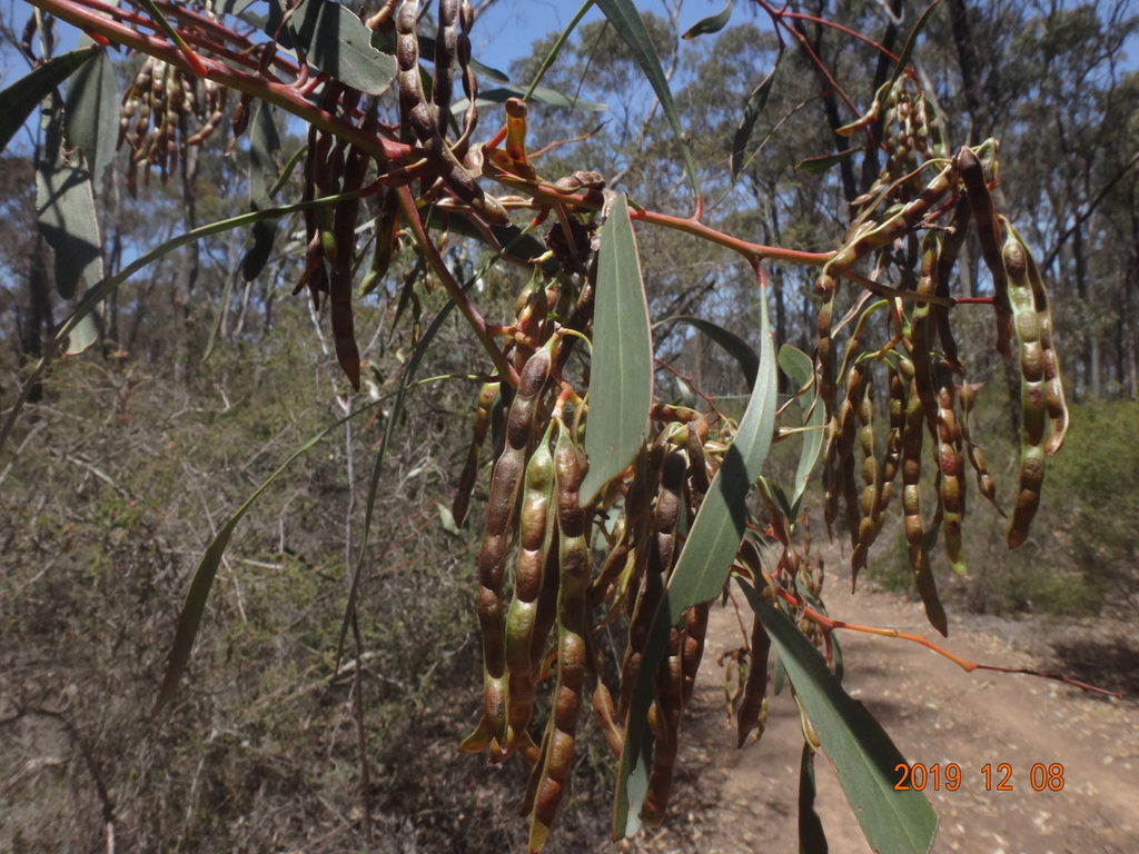 Whipstick Cinnamon Wattle from Whipstick VIC 3556, Australia on ...