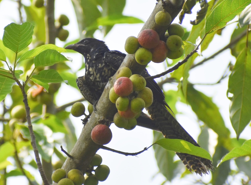 Asian Koel from 8676+MF6 Merbil-Sasoni Eco-tourism Park, Godhabill Gooa ...