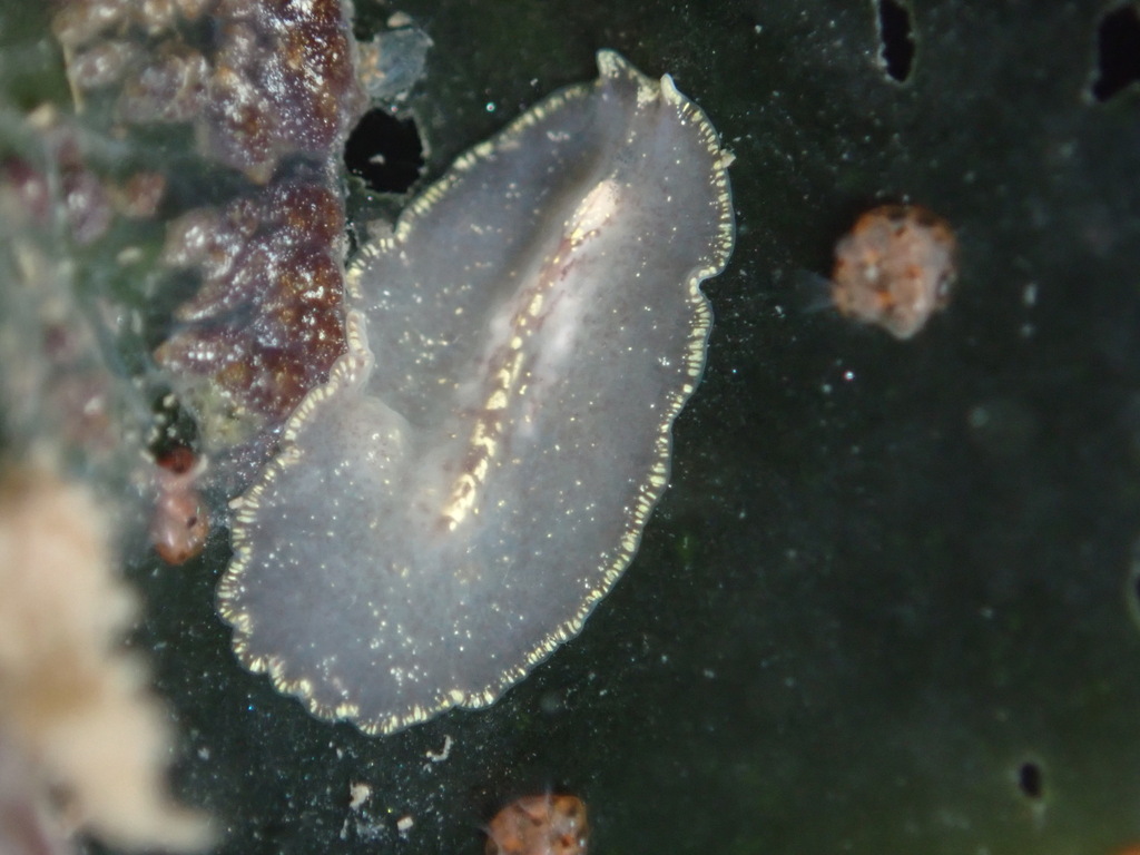 Cycloporus sp.1 (Polyclad flatworms of California) · iNaturalist