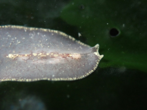 Cycloporus sp.1 (Polyclad flatworms of California) · iNaturalist