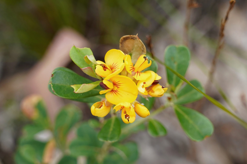 Large-leaf Bush Pea from Mark Oliphant Conservation Park, Heathfield SA ...