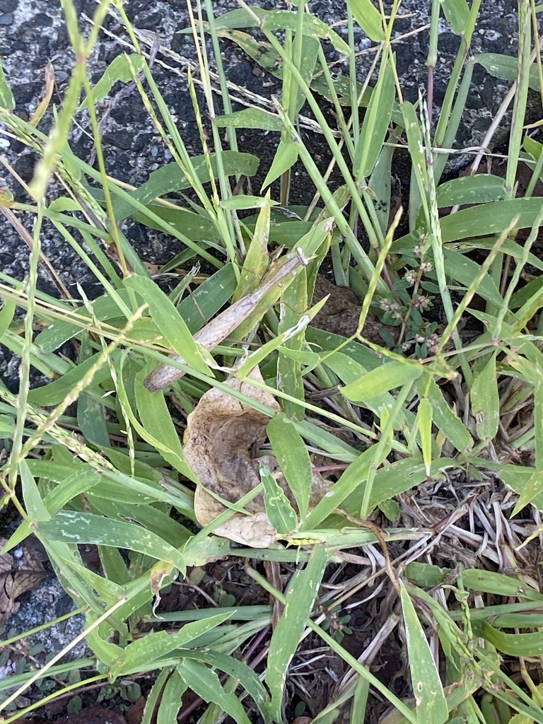 Statilia maculata maculata from 雄和椿川奥椿岱, 秋田市, 秋田県, JP on September 23 ...