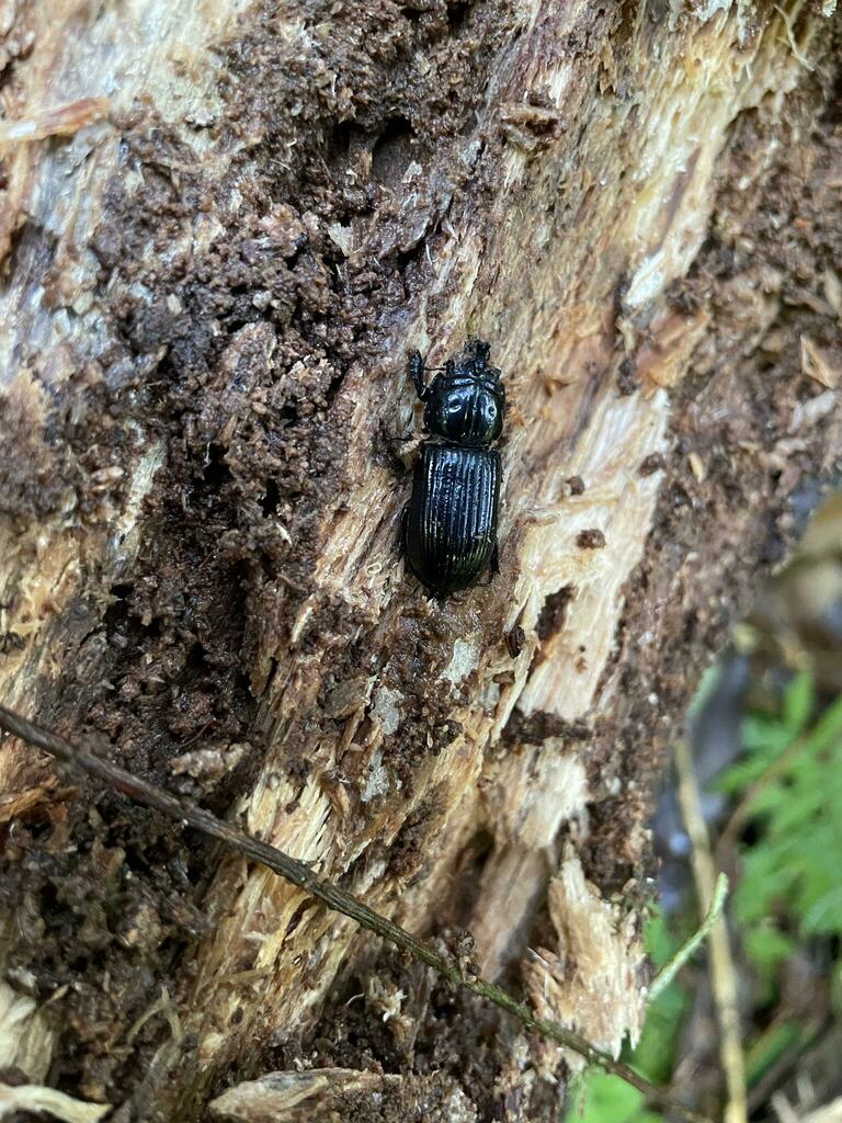 Ceracupes from 中国广西壮族自治区桂林市龙胜各族自治县 on May 2, 2022 at 09:04 AM by ming ...