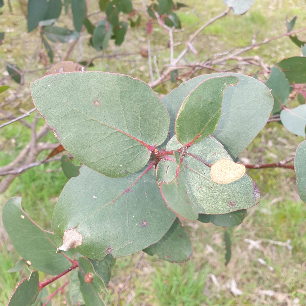 Red Stringybark from Christmas Hills VIC 3775, Australia on September ...