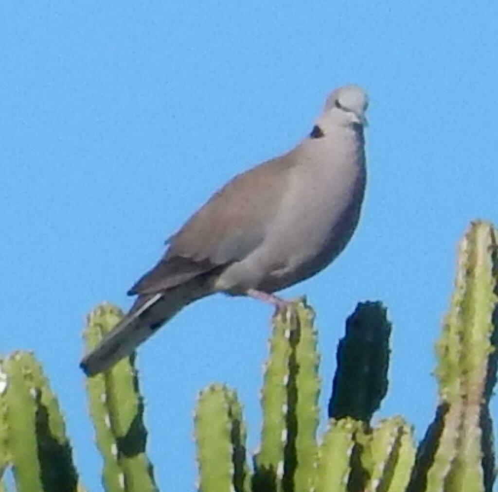 Ring-necked Dove from Cacadu, ZA-EC, ZA on April 29, 2023 at 09:27 AM ...