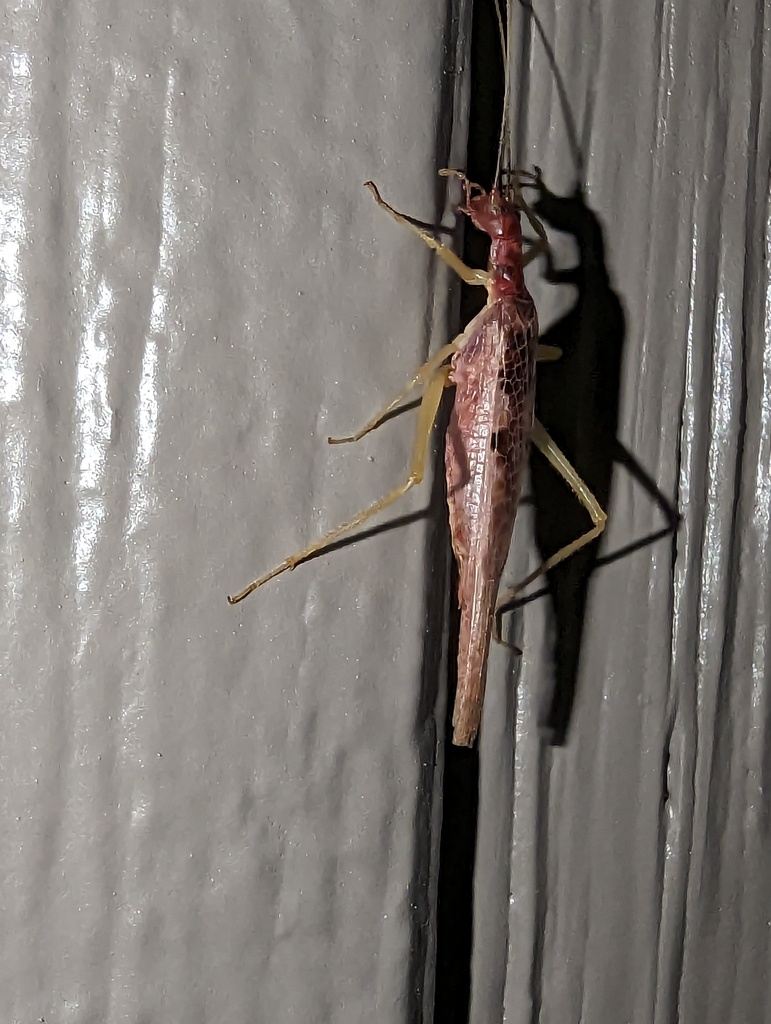 Two-spotted Tree Cricket from Allen County, IN, USA on September 22 ...