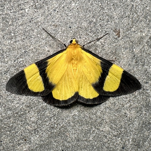 Celerena latiflava · iNaturalist