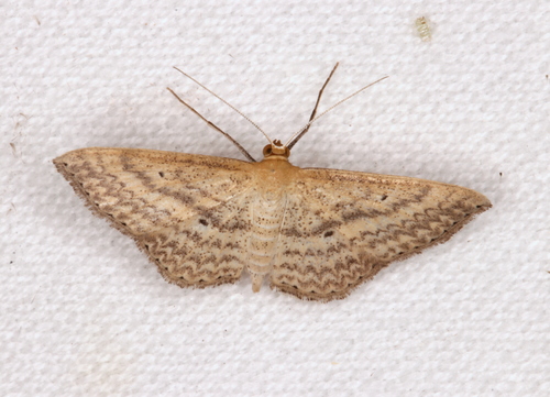 Scopula oppilata · iNaturalist Mexico