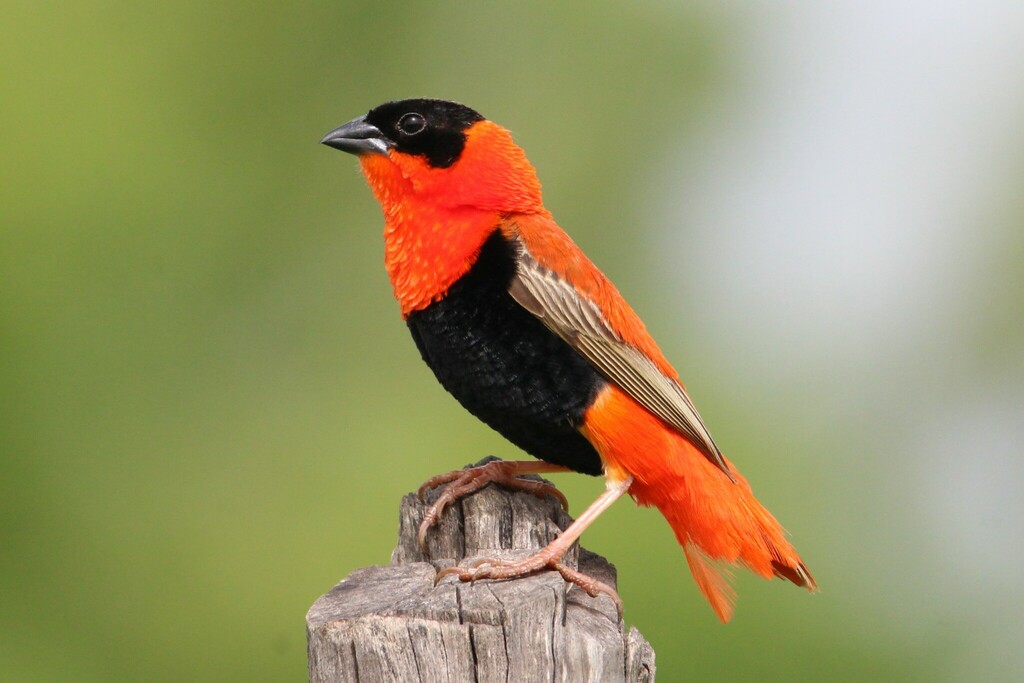 Northern Red Bishop in September 2023 by Luke Smith · iNaturalist