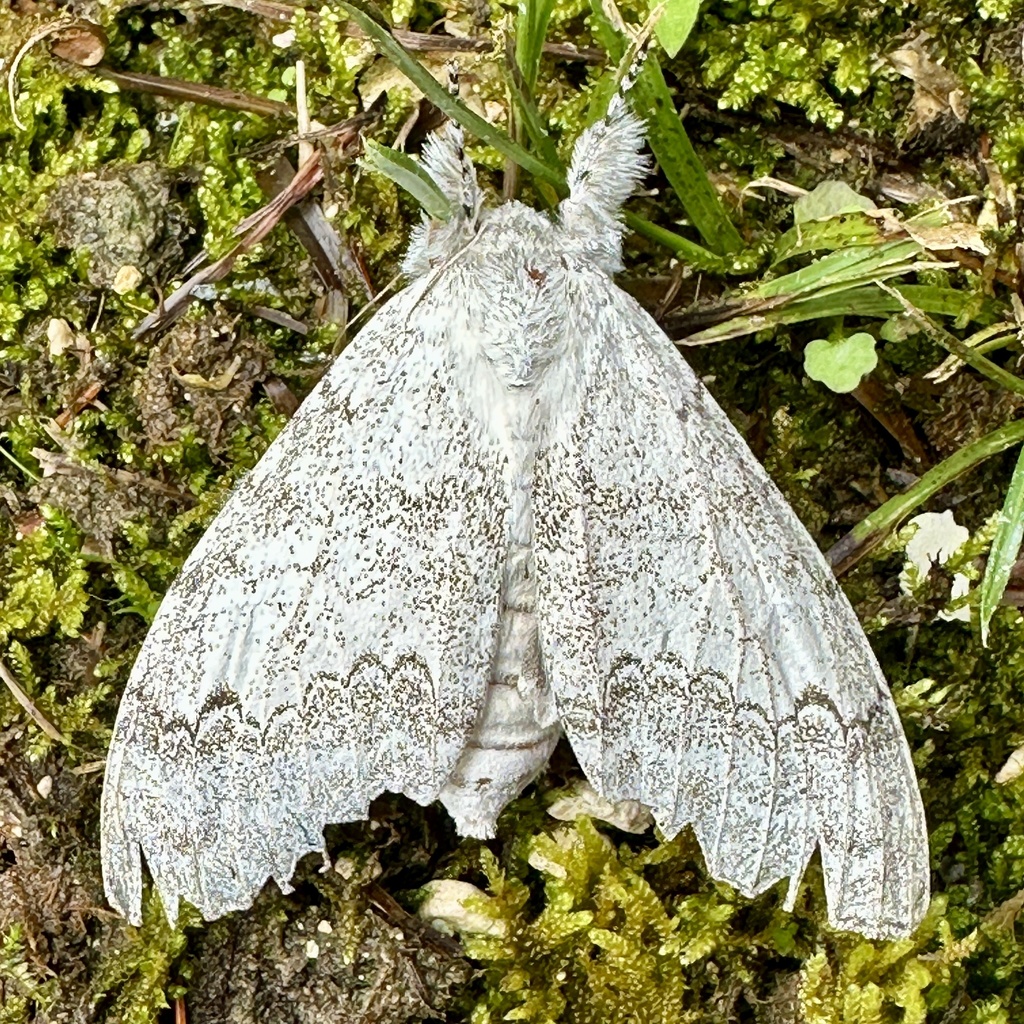 Calliteara in August 2023 by gee912 · iNaturalist