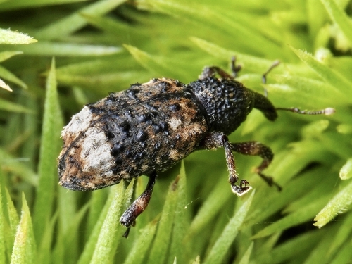 Niphades castanea · iNaturalist
