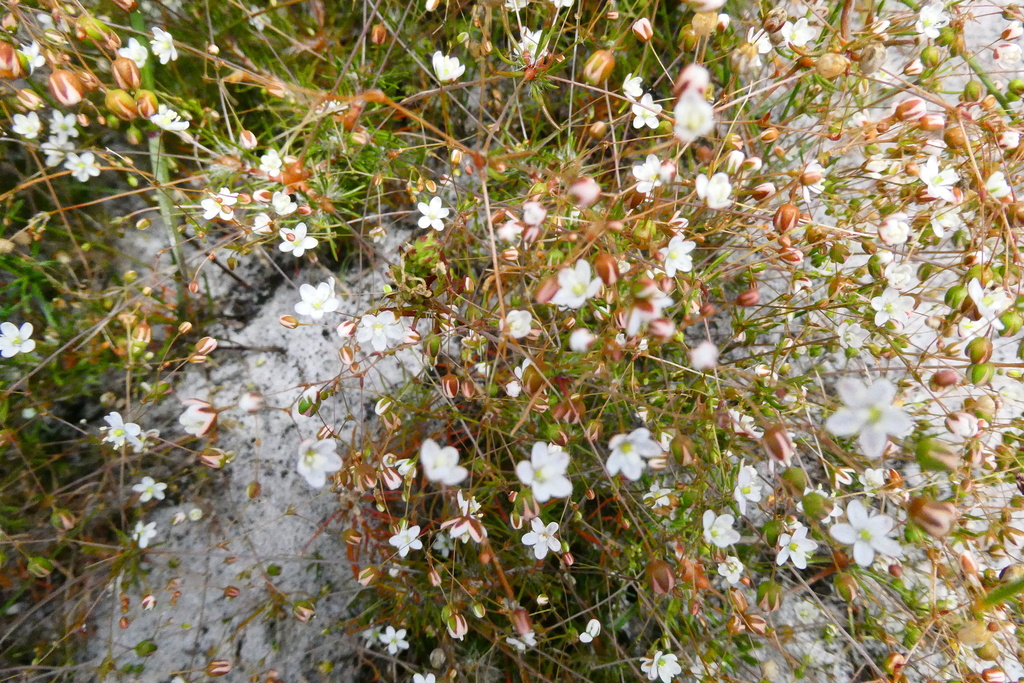 Tall Spookasem from Slangkop on September 22, 2023 at 12:00 PM by ...