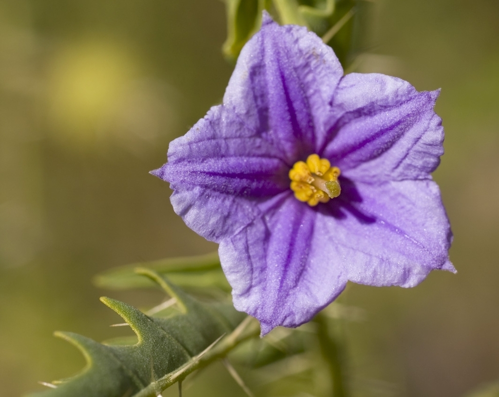 (Solanum zoeae) - Botanical Realm