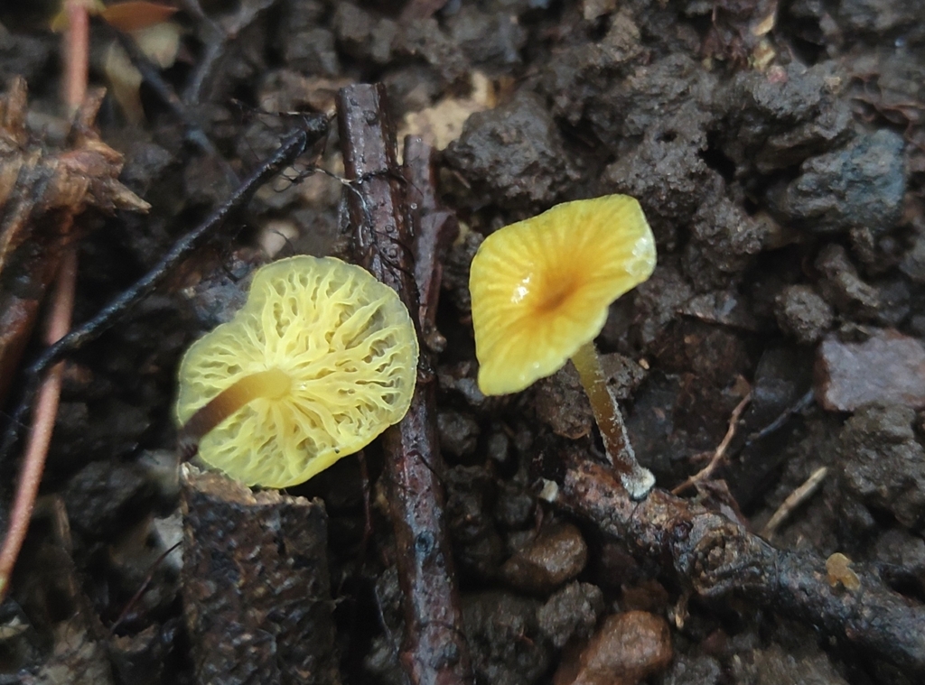 Xeromphalina from Hangzhou, CN-ZJ, CN on September 23, 2023 at 02:16 PM ...