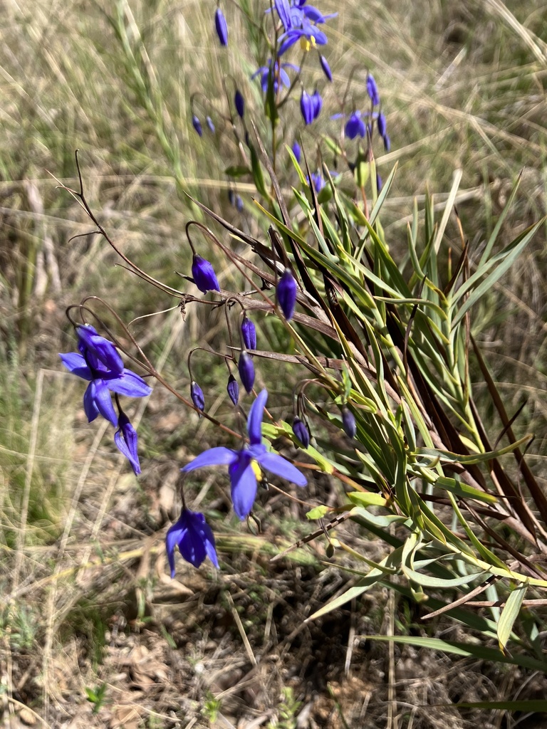 nodding blue lily from Black Mountain Nature Reserve, Canberra Central ...