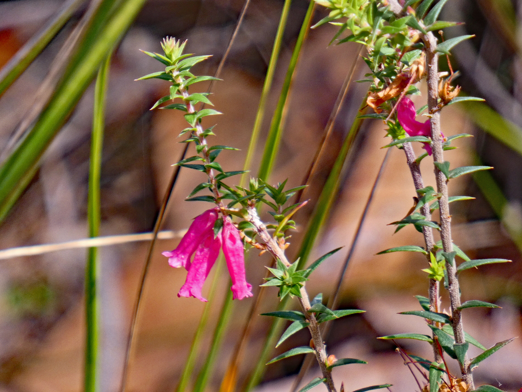 Common Heath from Forest Rd, Anglesea VIC, Australia on September 17 ...