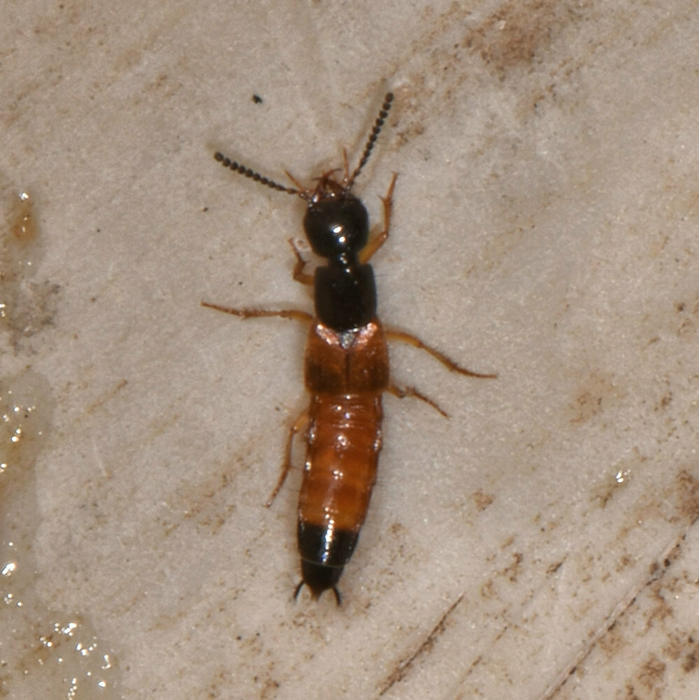 Belonuchus rufipennis from Waterloo, ON, Canada on September 11, 2023 ...