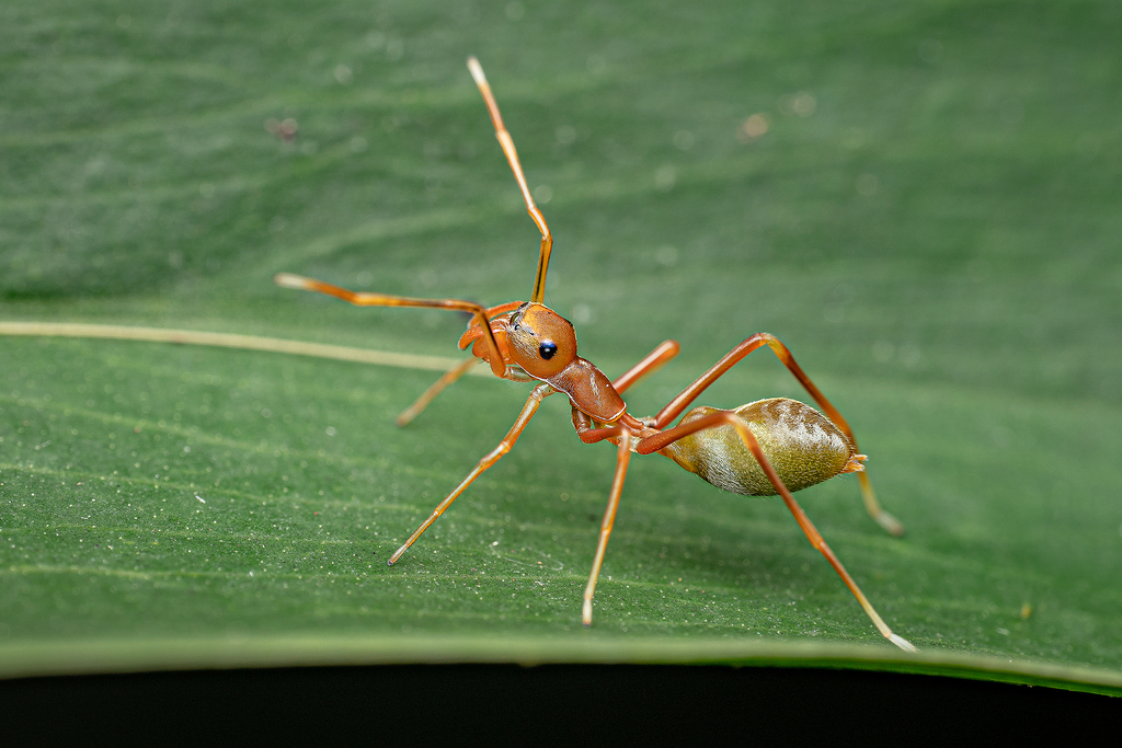 Red Weaver Ant-mimicking Spider from Гангодавила Юг, Nugegoda, Шри ...