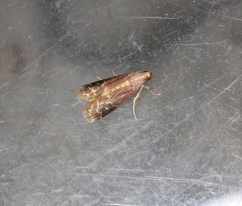 Euzophera batangensis from Lam Tsuen, Hong Kong on February 27, 2019 at ...