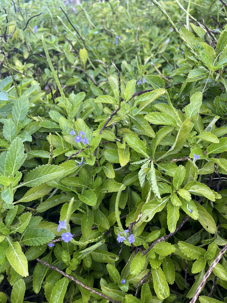 Blue Porterweed from Captain Armours Way, Jupiter, FL, US on September ...