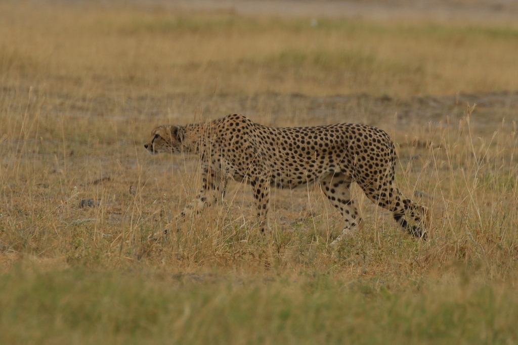 Southern and Eastern African Cheetah in August 2023 by Henggang Cui ...