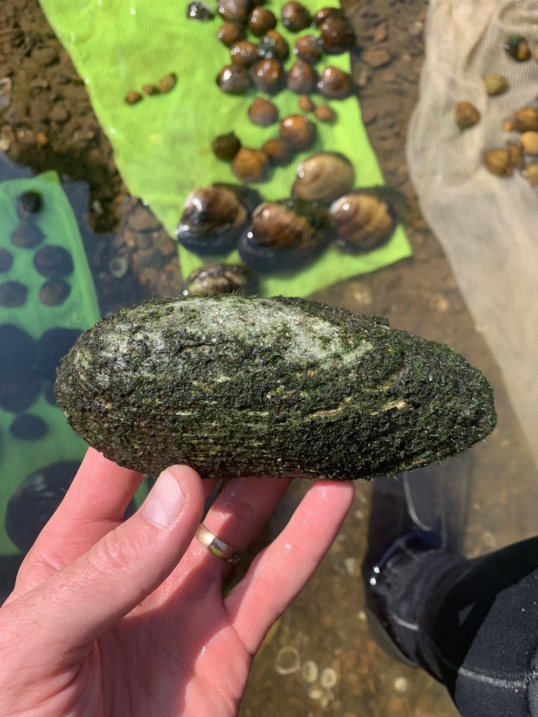 Black Sandshell in September 2023 by Caleb Knerr · iNaturalist