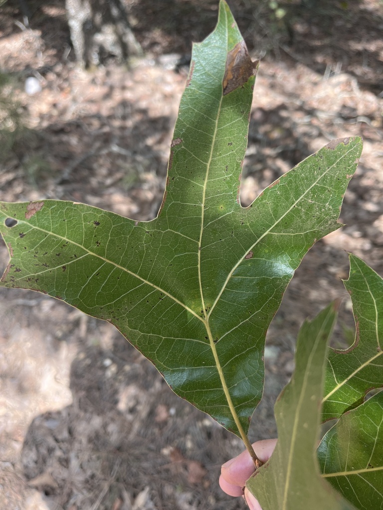 American turkey oak from CR-79, Prattville, AL, US on September 21 ...