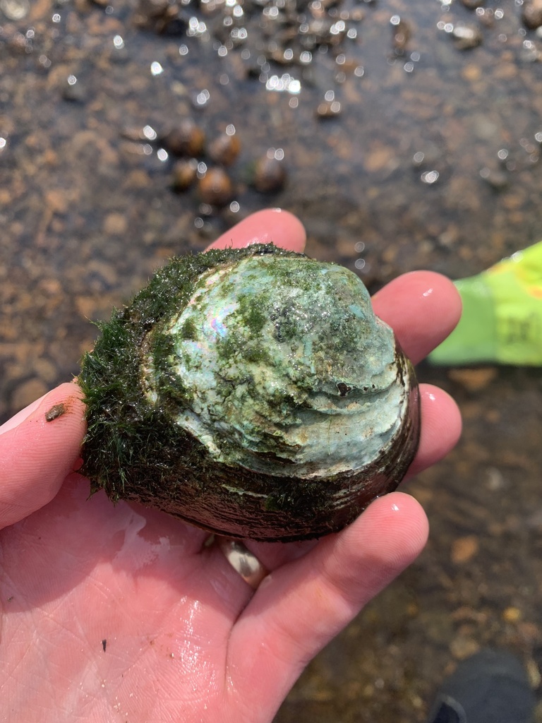 Purple Wartyback in September 2023 by Caleb Knerr · iNaturalist