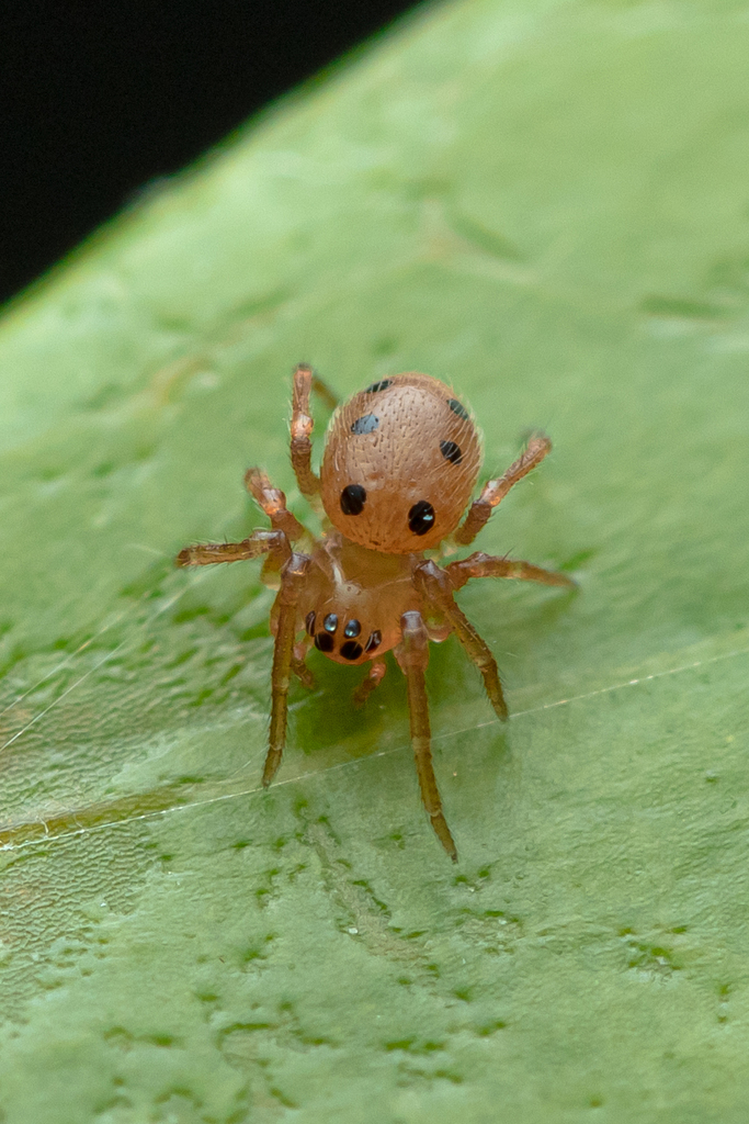 Biscuit Comb-footed Spider from 香港上田寮下 on August 22, 2022 at 12:41 AM ...