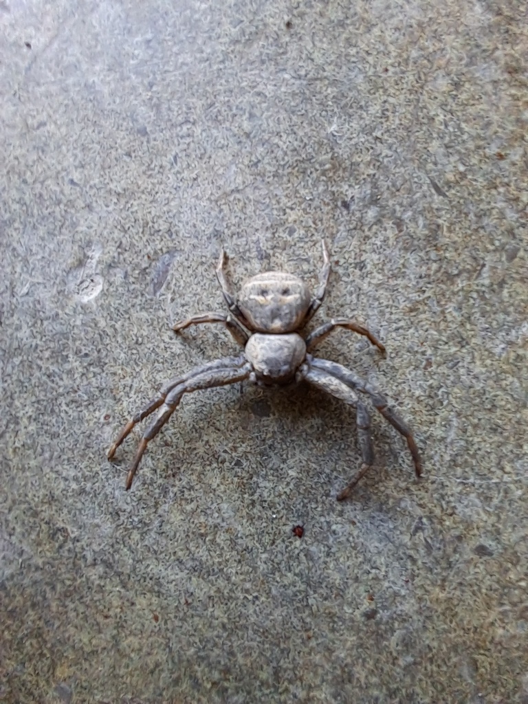 Crab Spiders from Vacarisses, Barcelona (ES) on September 22, 2023 at ...