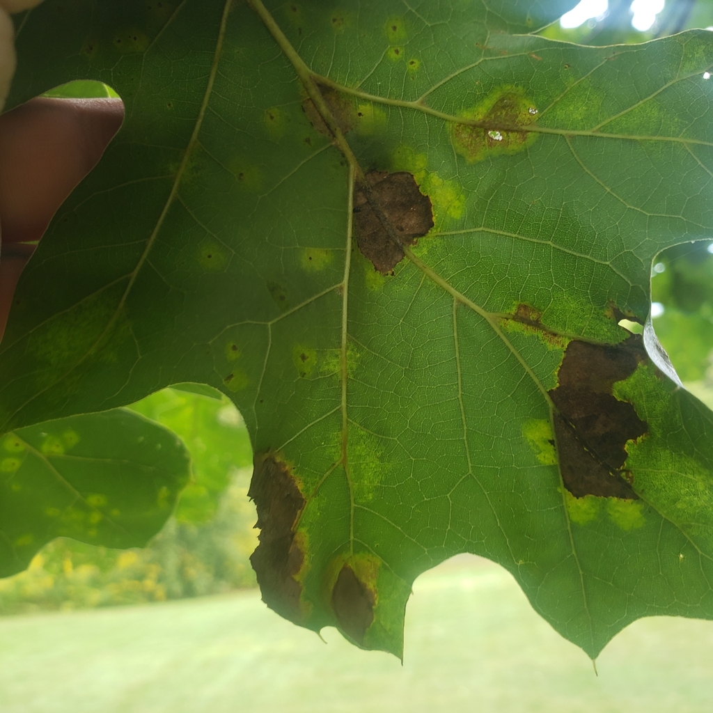 Oak Leaf Blister from Erie, PA 16505, USA on September 23, 2023 at 09: ...