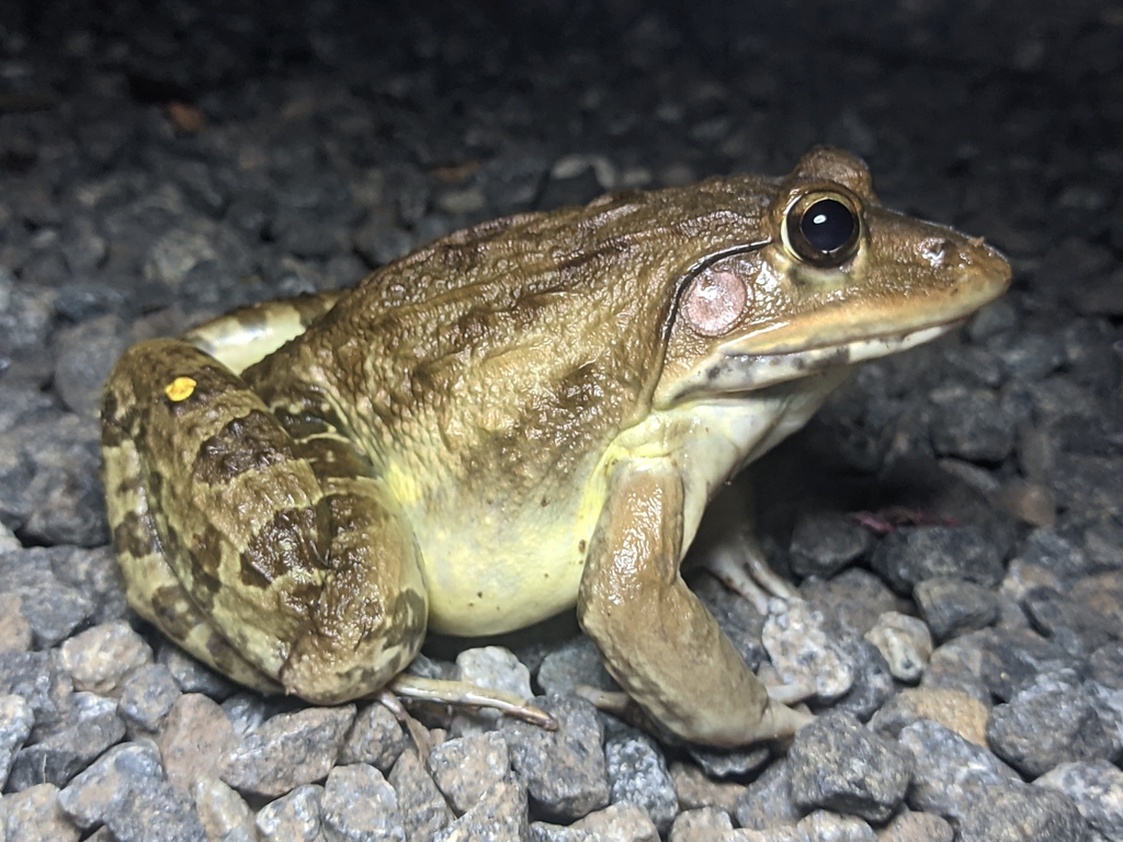 Indus Valley Bullfrog from RF52+2X4, Edakkad, Kerala 670663, India on ...