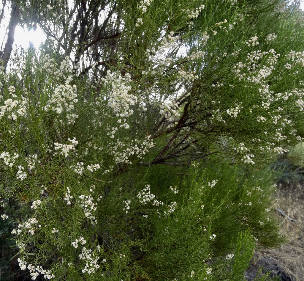 Redshanks from Riverside County, CA, USA on September 22, 2023 at 07:20 ...